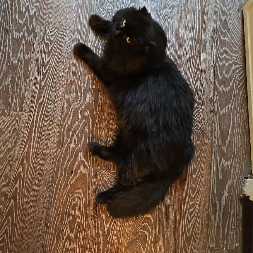 Котик Хайленд фолд
