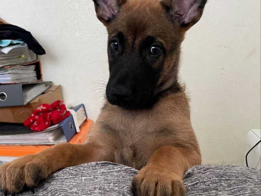 Бельгийская овчарка Малинуа