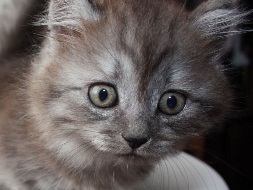 Кошки