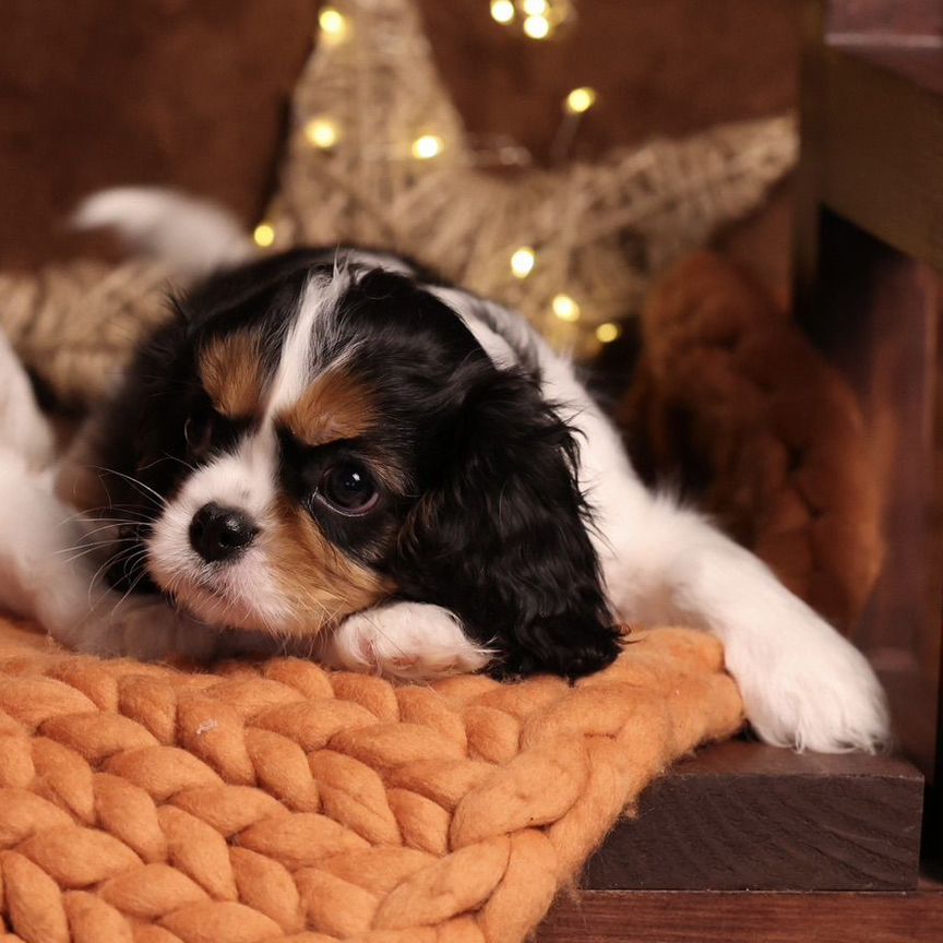 Кавалер кинг-чарльз-спаниель, щенок