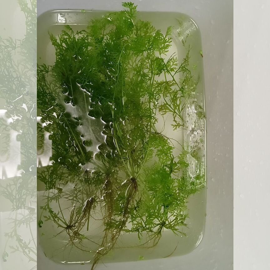 Индийский папоротник