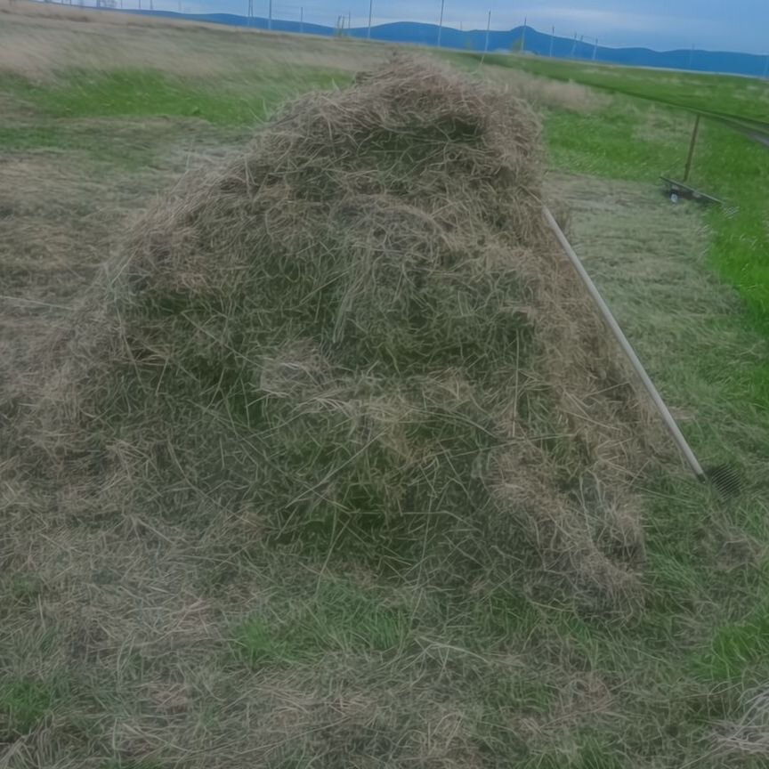 Сено, скошенная сухая трава