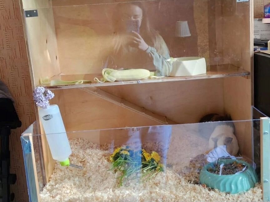 Морские свины в хорошие руки