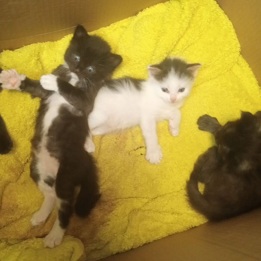 Сибирский котёнок