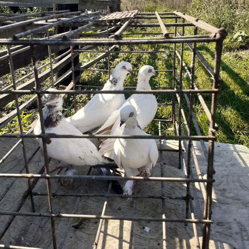 Таджикские голуби