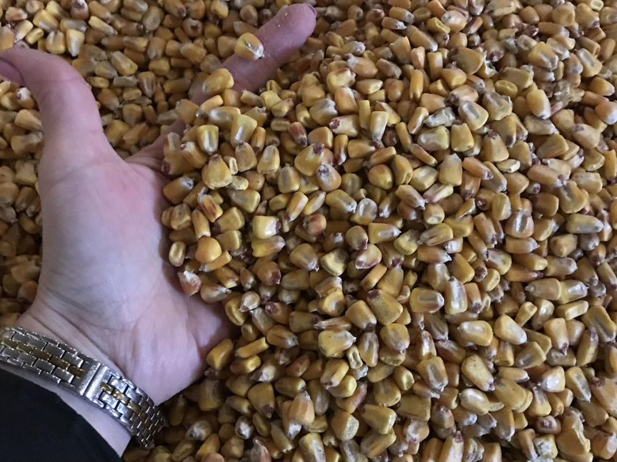 Кукуруза оптом