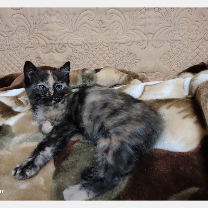 Котята в добрые руки приучены к лотку