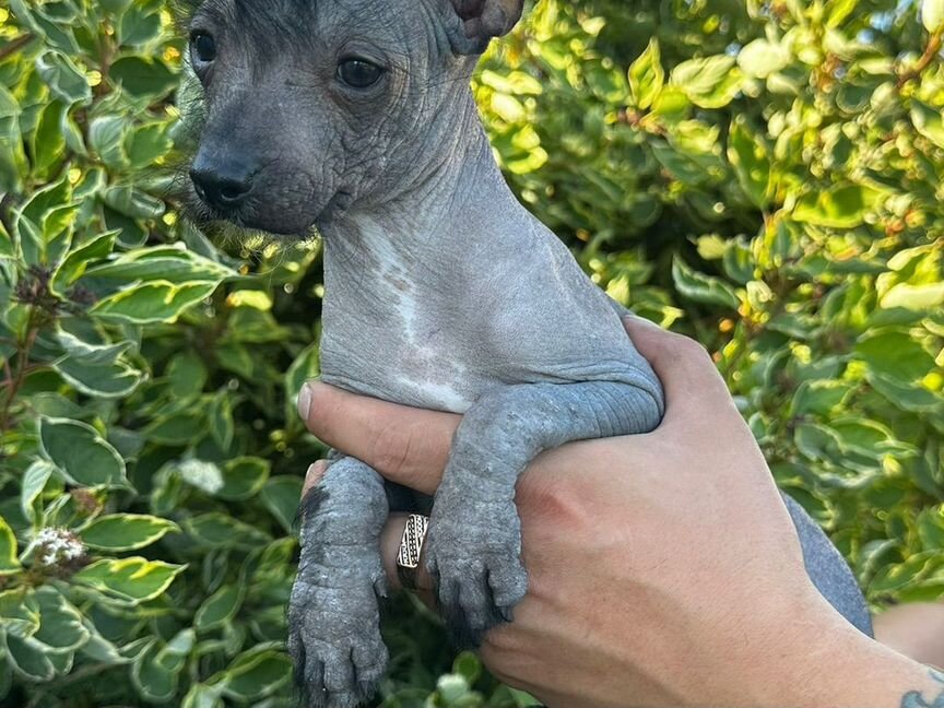 Щенки ксолоитцкуинтли, ксоло, мексиканская голая