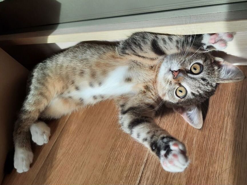 Котёнок ищет дом и хороших хозяев