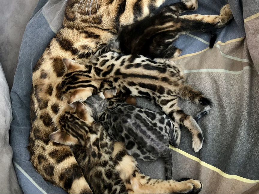 Продам Чистокровных бенгальских котят