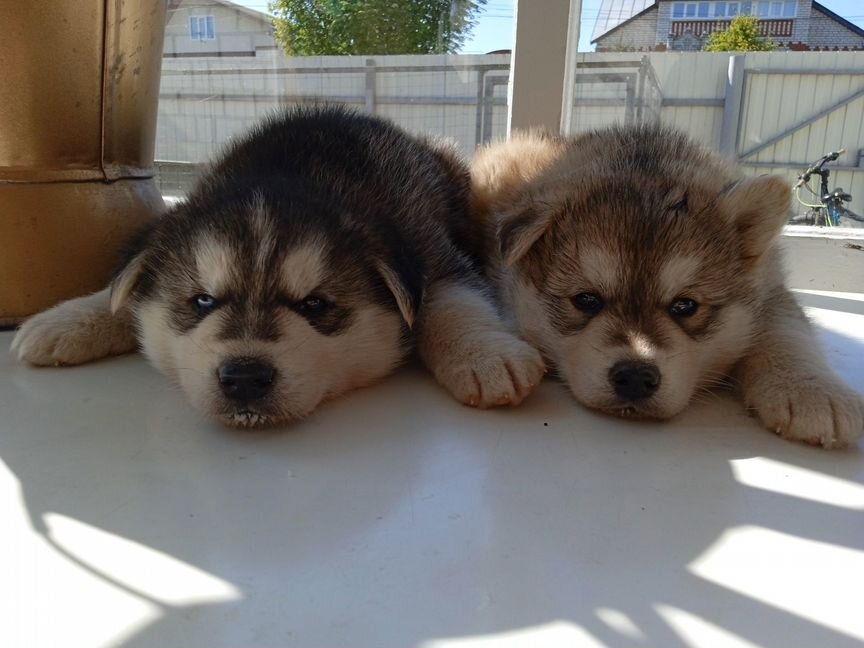 Щенки сибирской хаски