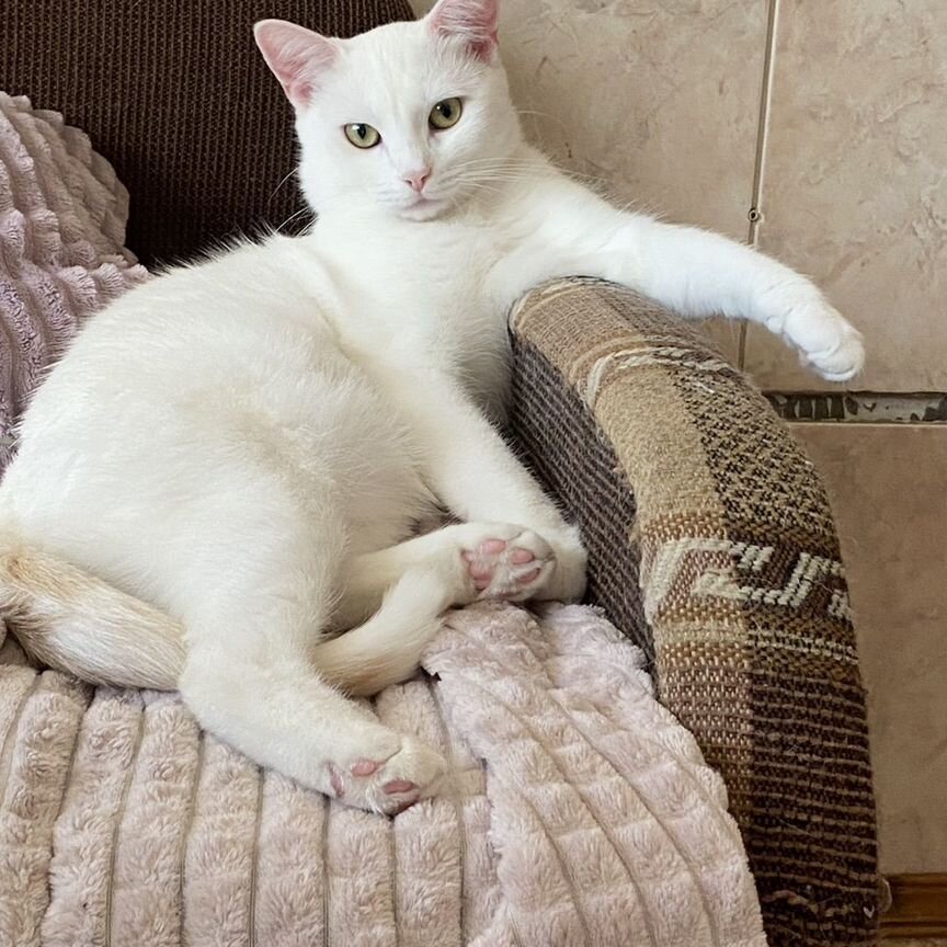 Белая кошечка