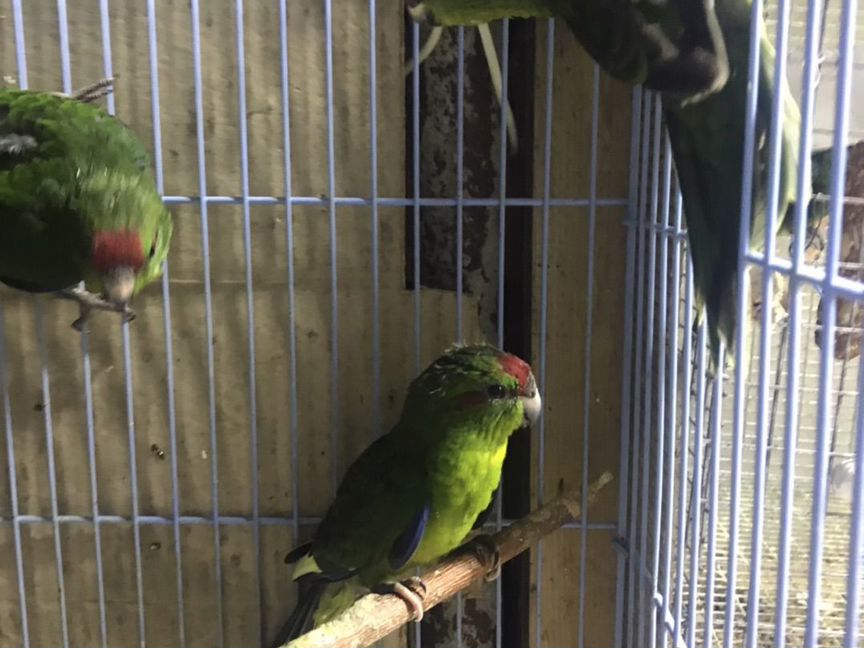 Новозеландский каркарик