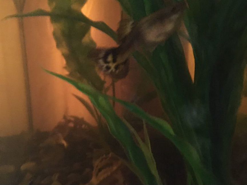 Продаю аквариумных рыбок