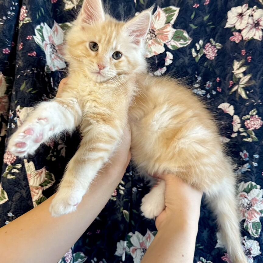 Котята мейн кун мальчик солнышко