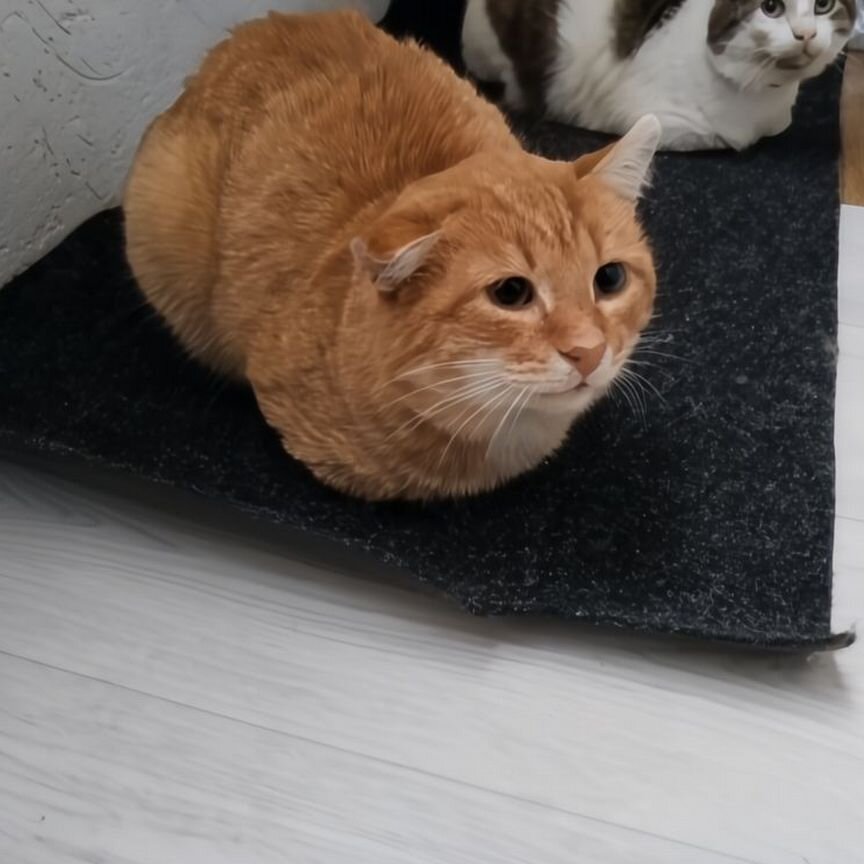 Взрослая кошка в добрые руки