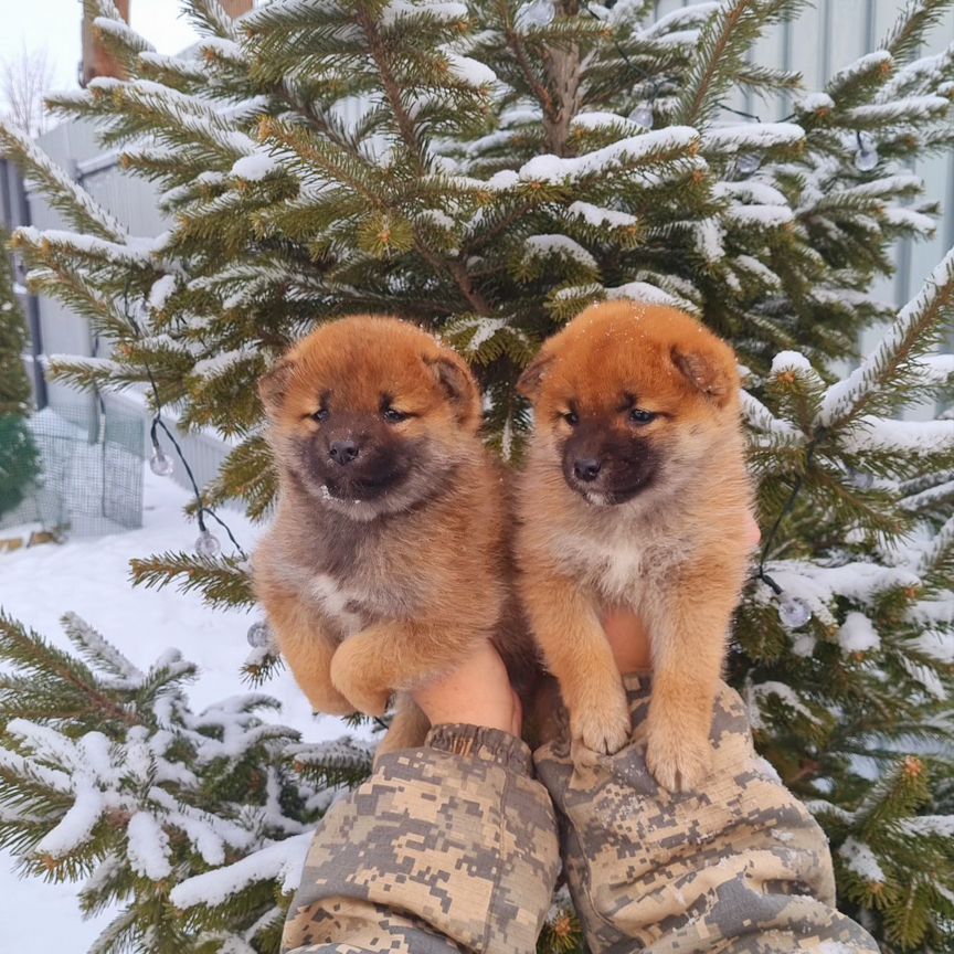 Щенки сиба РКФ