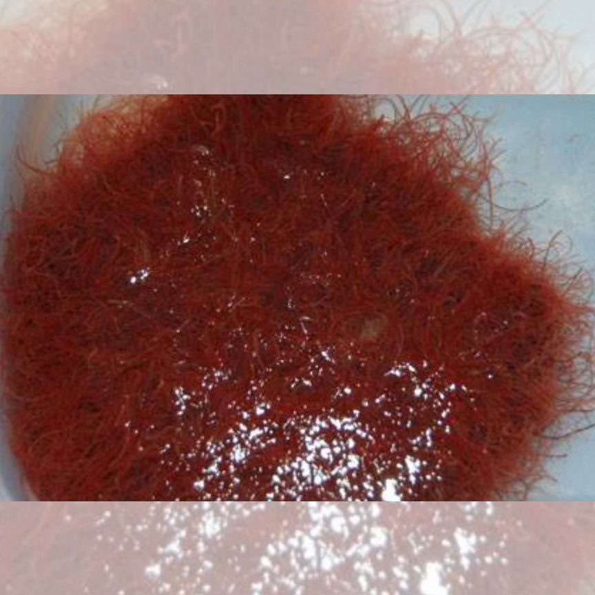 Тубочник, живой корм для аквариумных рыб