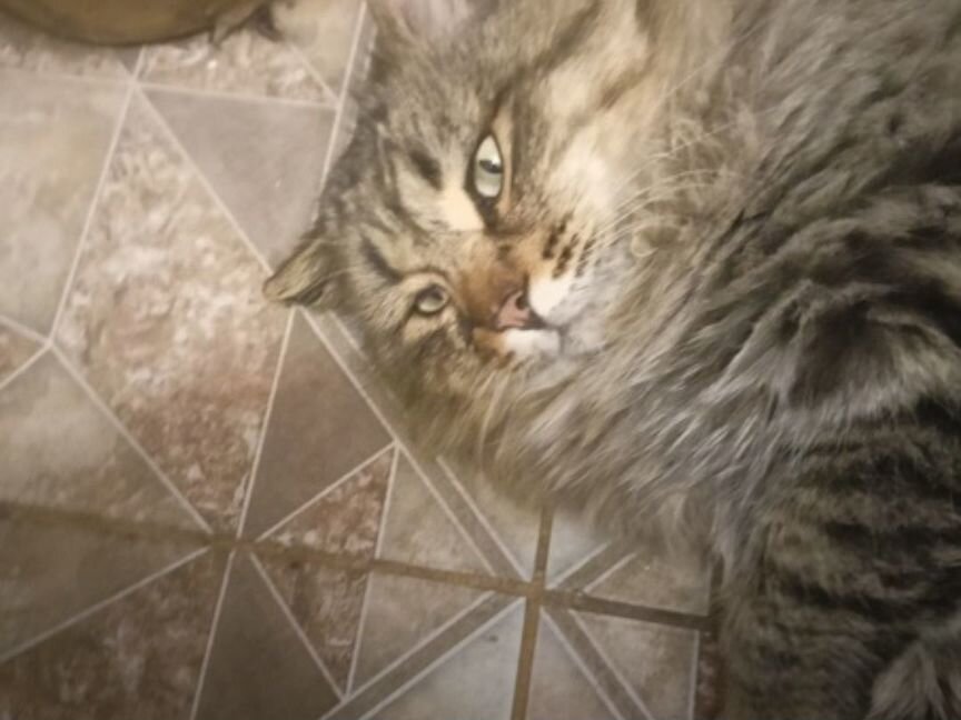 Кот пушистый потеряшкин