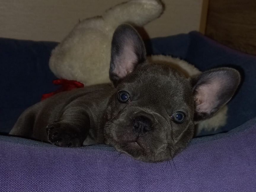 Французский бульдог с документами