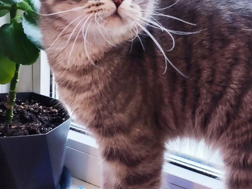 Дуся в добрые ручки