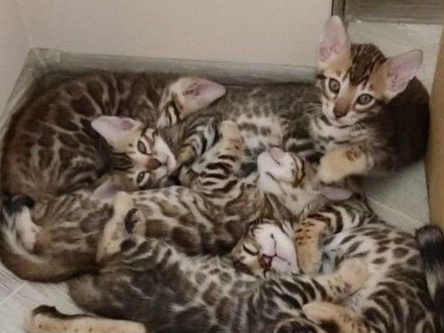 Котята Бенгальская порода