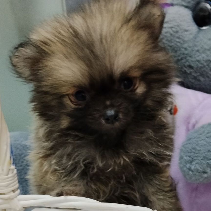 Померанский шпиц, щенок