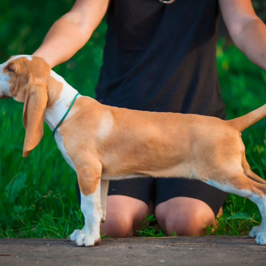 Щенки Гончей