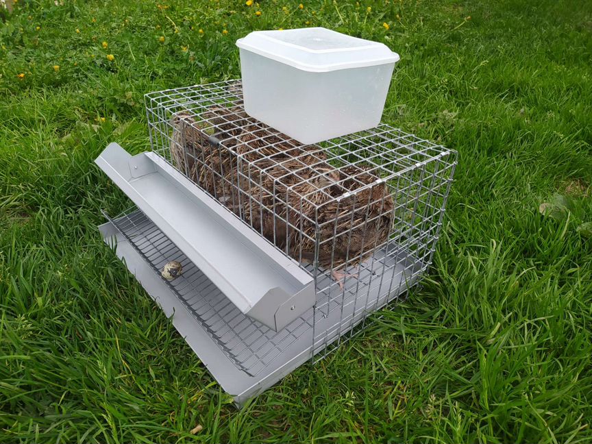 Клетка для перепелов с перепелами