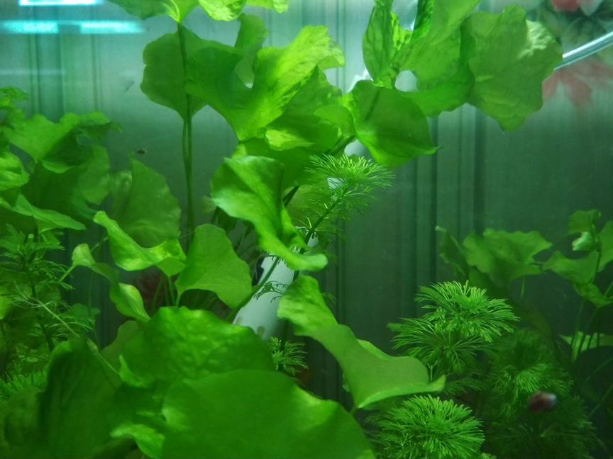 Аквариумные рыбки