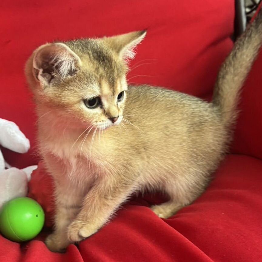 Британский короткошёрстный котёнок