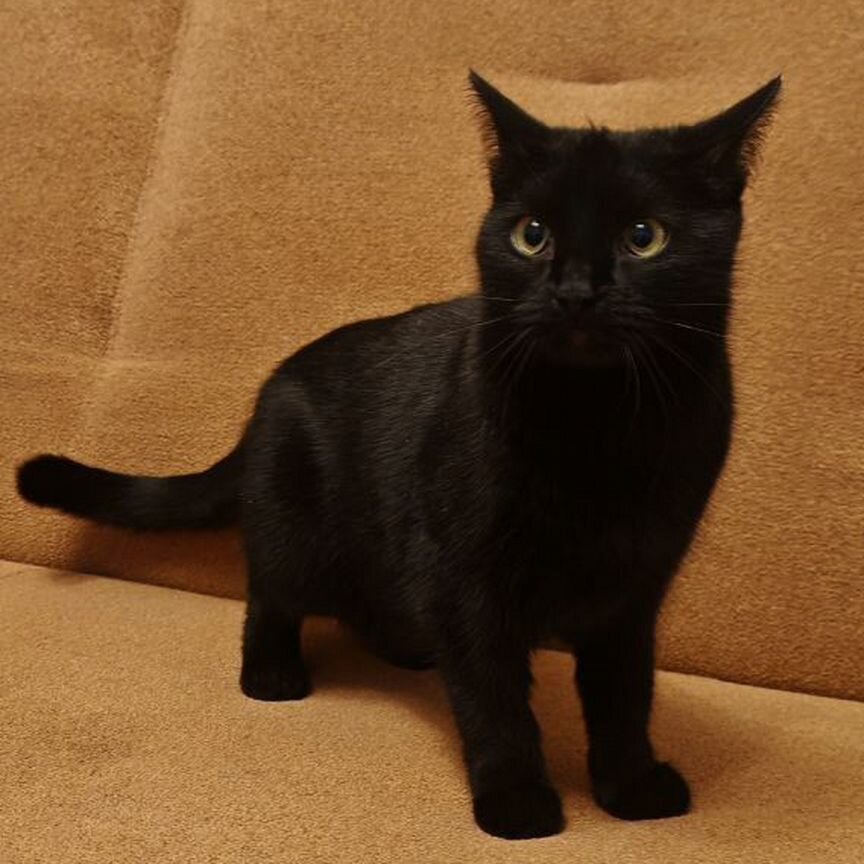 Взрослая, Девочка кошка в добрые руки