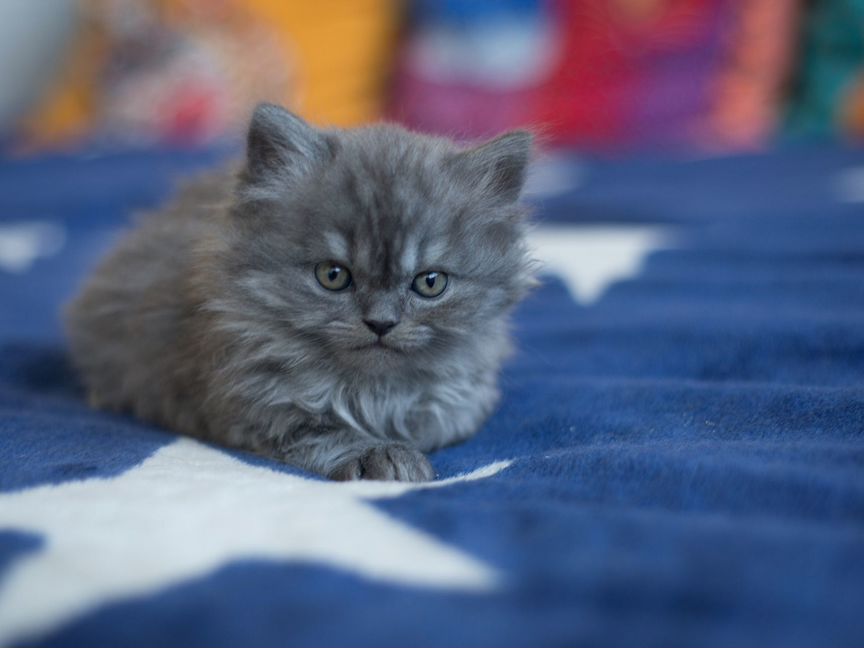 Британские котята хайленд (длинношерстные)