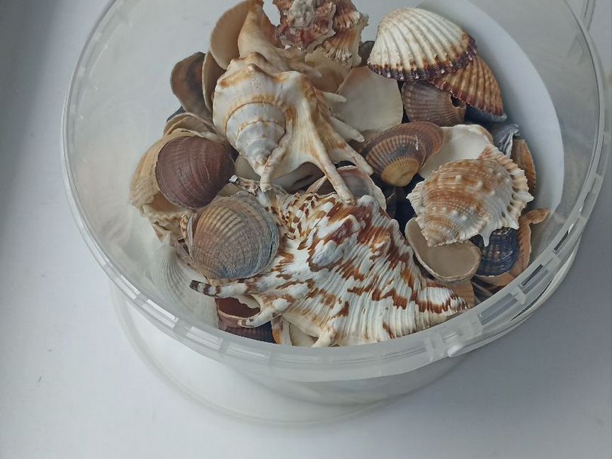 Ракушки морские для поделок