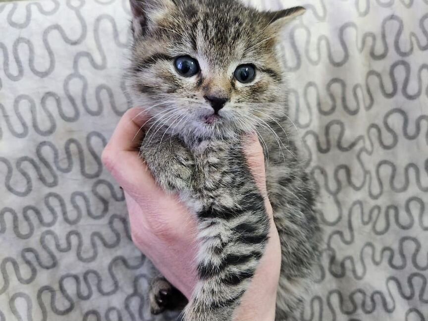 Котенок в хорошие руки