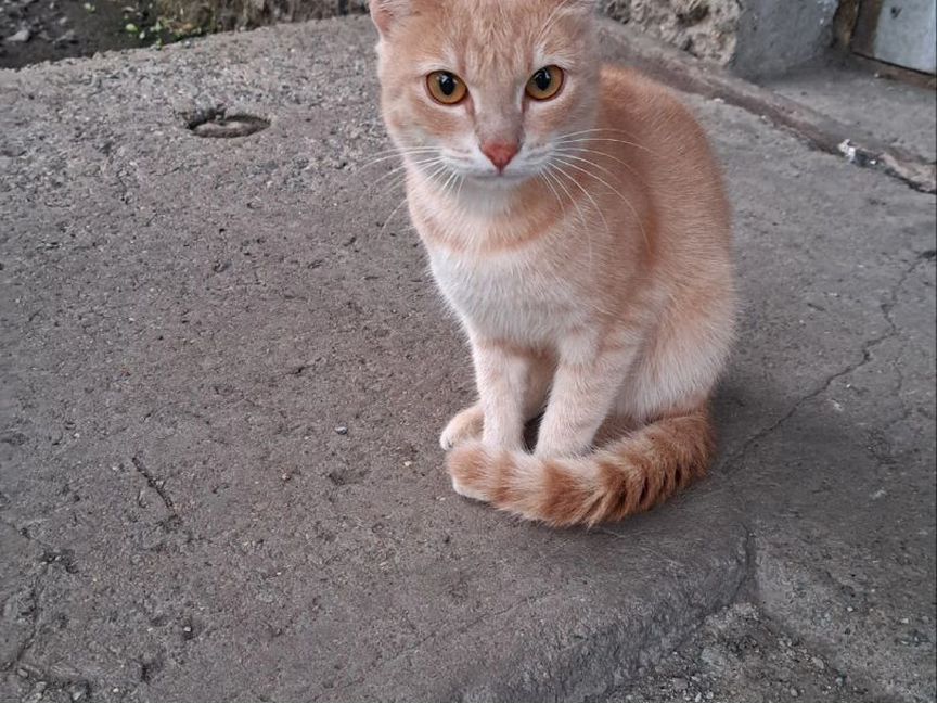 Рыжий кот