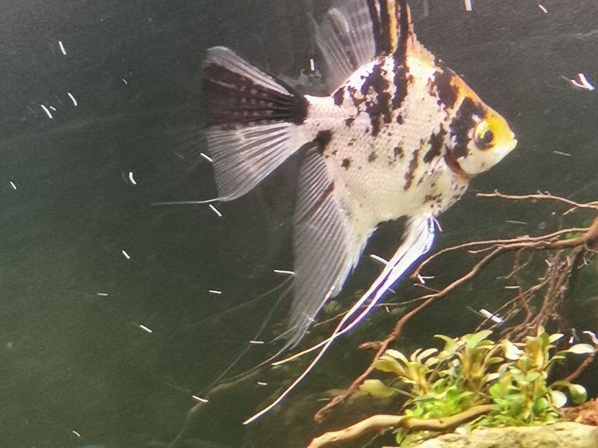 Скалярия кои