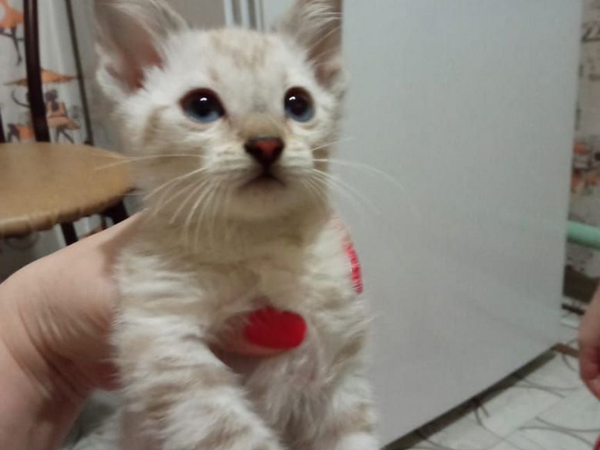 Котята бенгалы