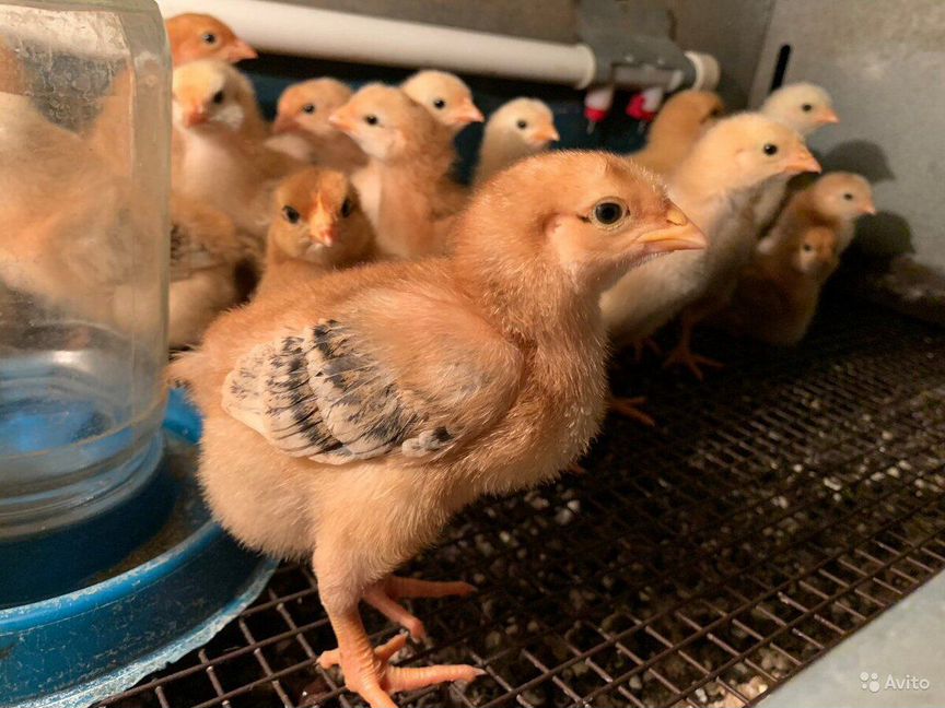 Суточный бройлер Ред Бро/Red Bro