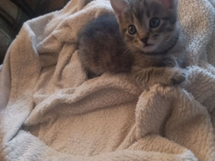 Кошка