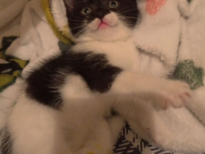 Кошка