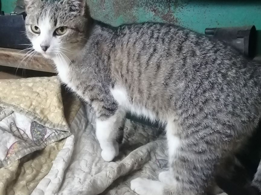 Кошка