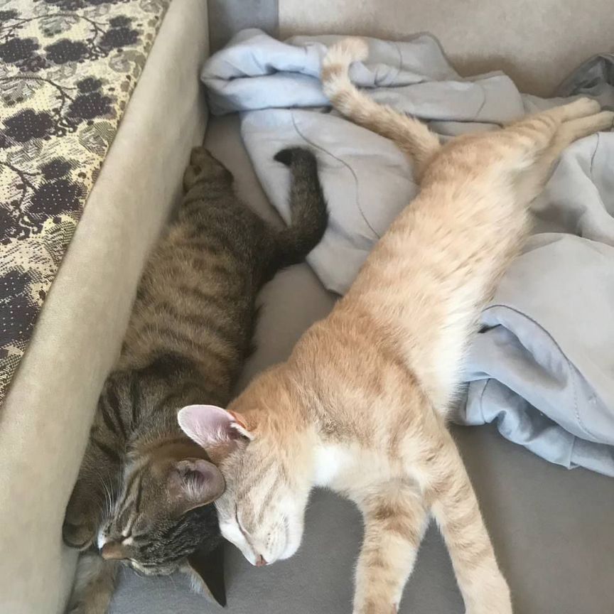 Отдам котов в добрые руки