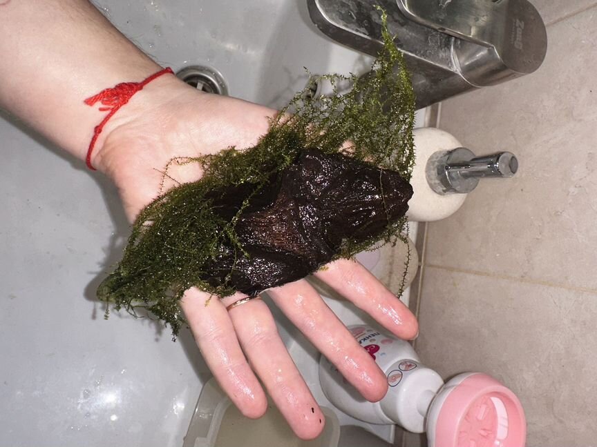 Мангровая коряга с наросшим мхом