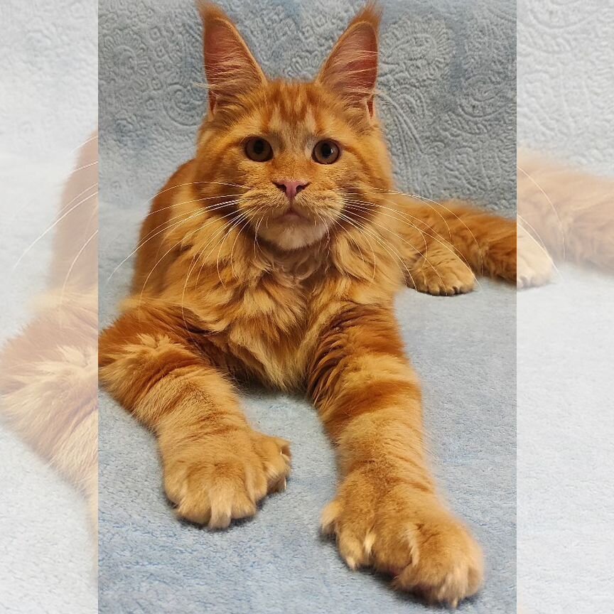 Мейн-кун, взрослая кошка