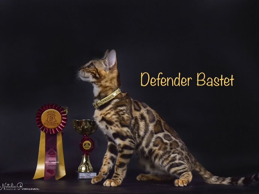 Бенгальские котята в разведение и для души