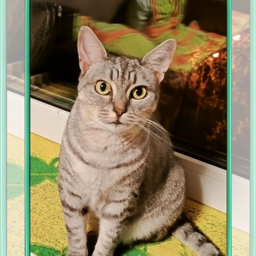 Взрослая кошка в добрые руки