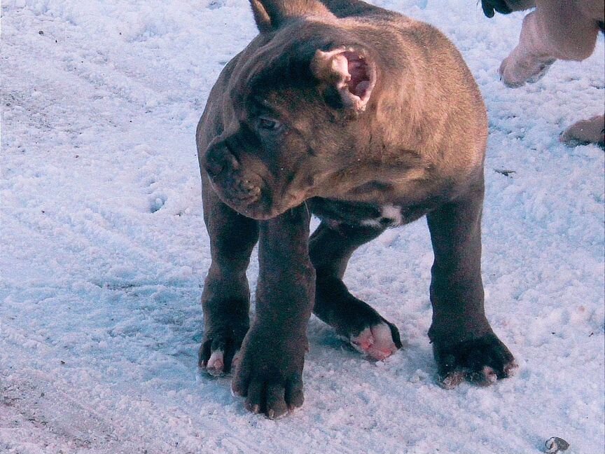 Кане корсо. Окрасы- огонь