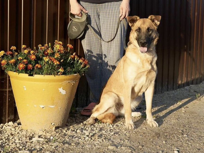 Метис бельгийской овчарки Рейна 1,5 года ищет дом