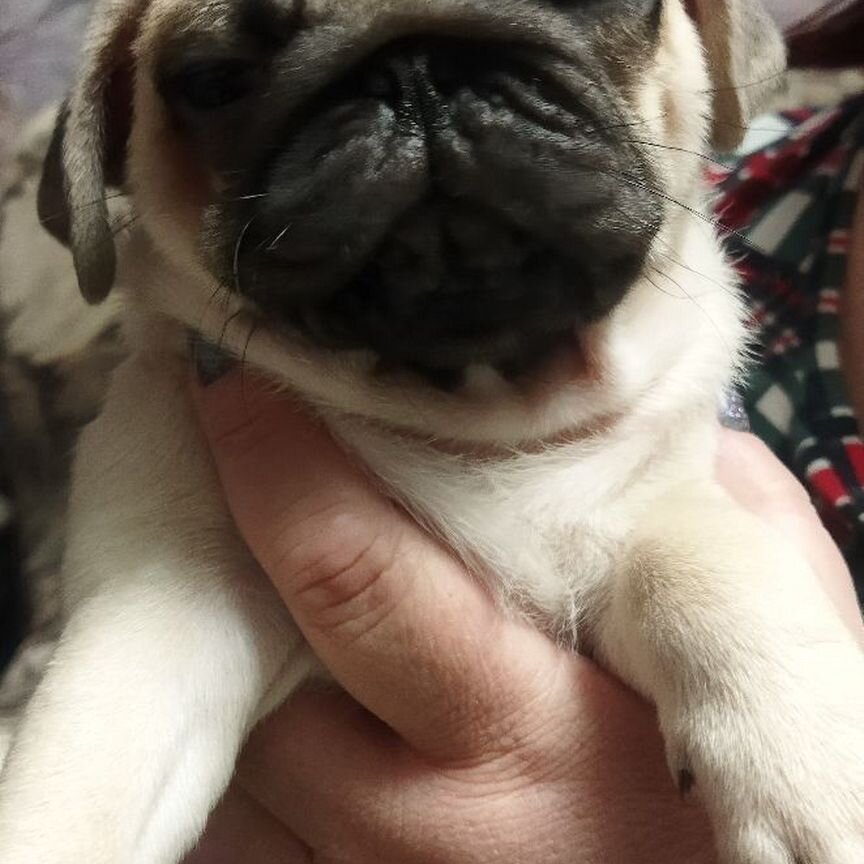 Щенки мопса